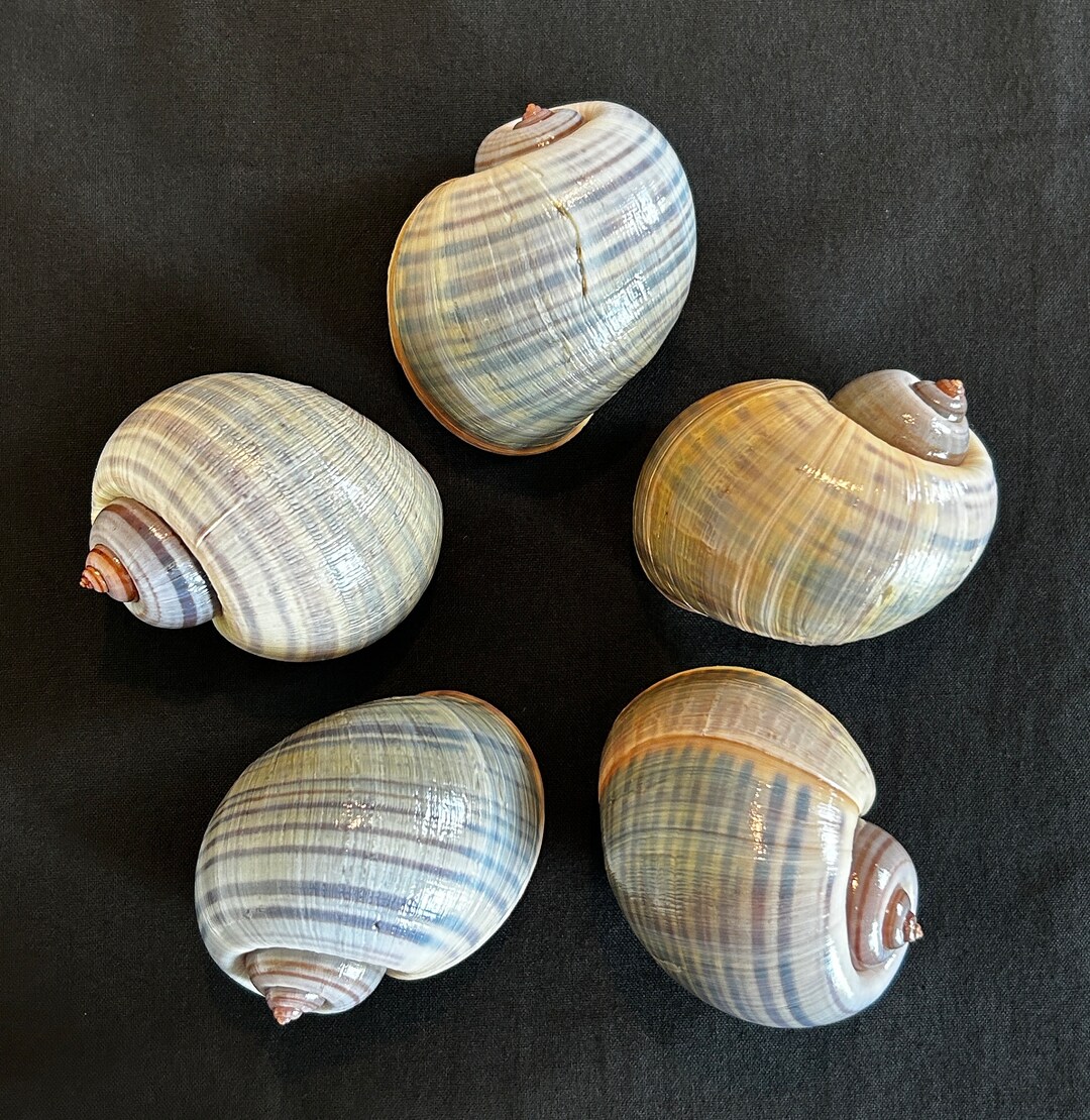 5 LARGE Empty APPLE SNAIL Shells Lot#5 - Etsy