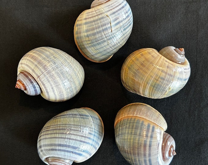 5 LARGE Empty APPLE SNAIL Shells Lot#5 - Etsy
