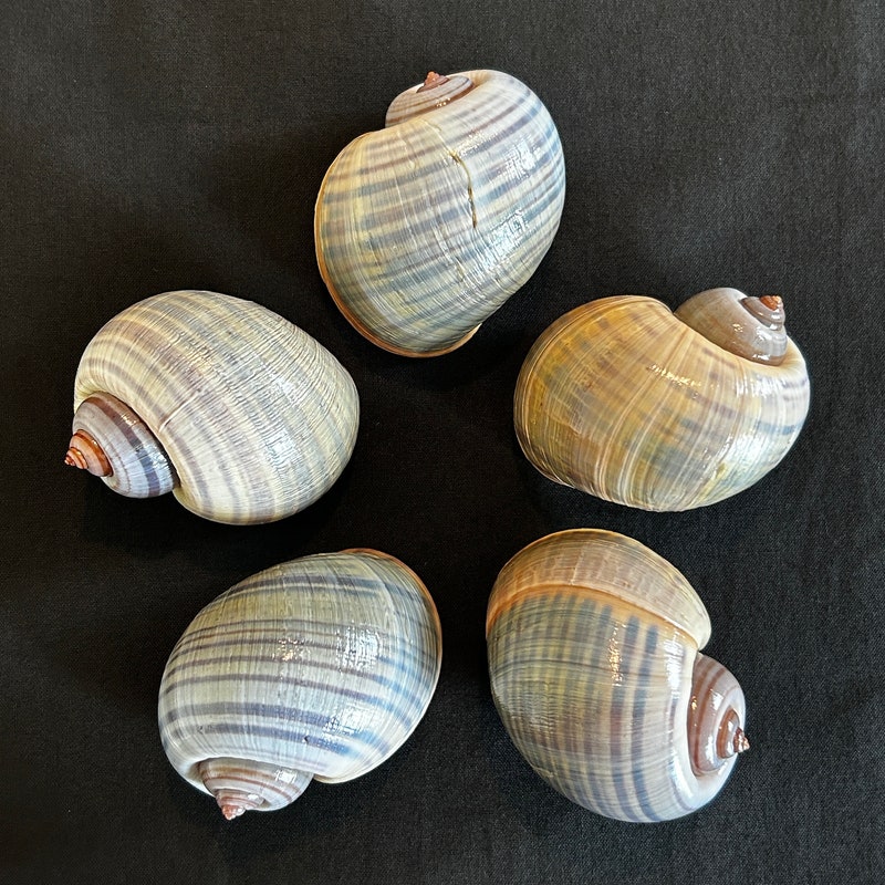 Apple Snail Shell - Etsy