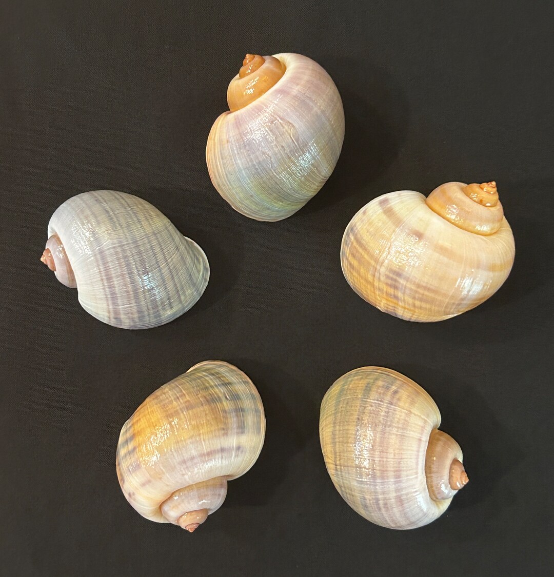 5 LARGE APPLE SNAILS Lot3 - Etsy