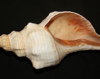 Giant Horse Conch - Etsy