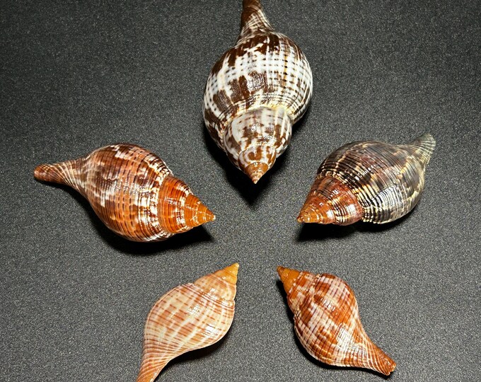 Large 175.6mm Florida Beach Collected Dark RED, Burgundy, Black ...