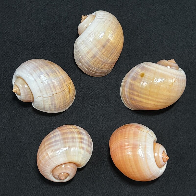 Apple Snail Shell - Etsy