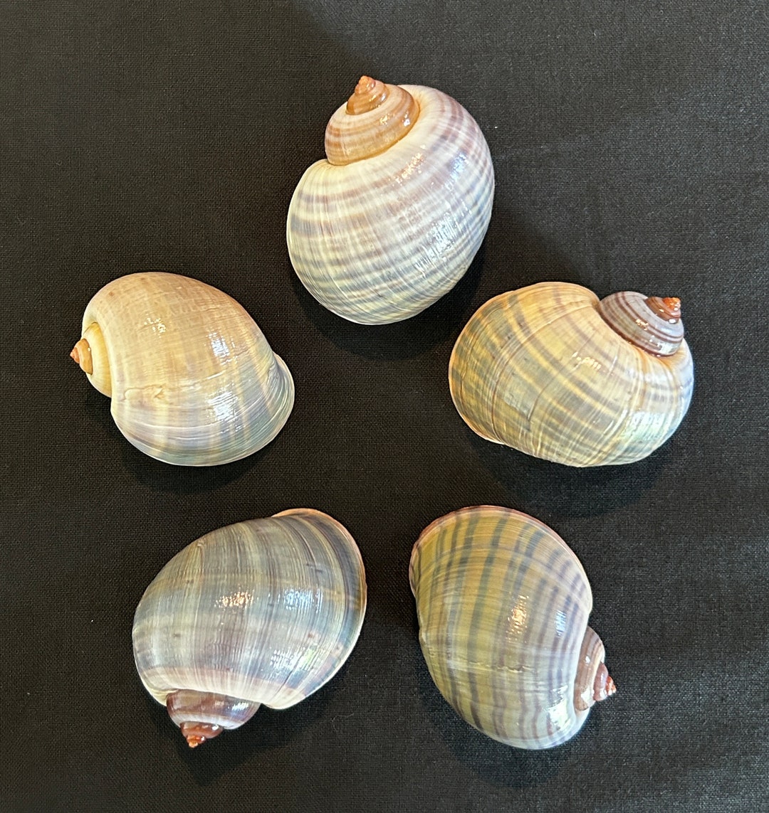 5 SMALL Empty APPLE SNAIL Shells Lot9 - Etsy