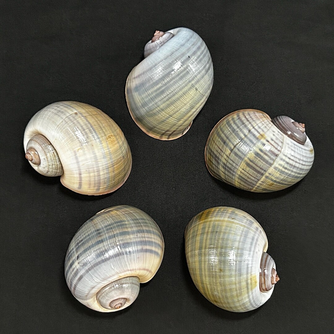 5 Extra LARGE Empty APPLE SNAIL Shells Lot#7 - Etsy