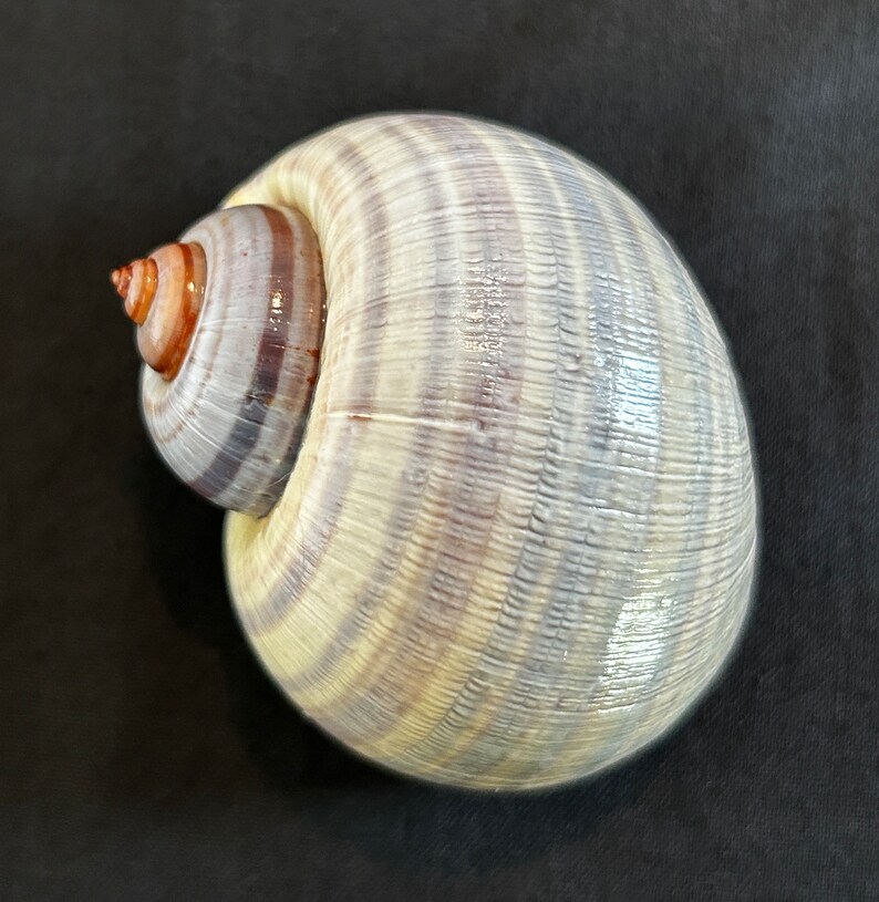 5 LARGE Empty APPLE SNAIL Shells Lot5 - Etsy