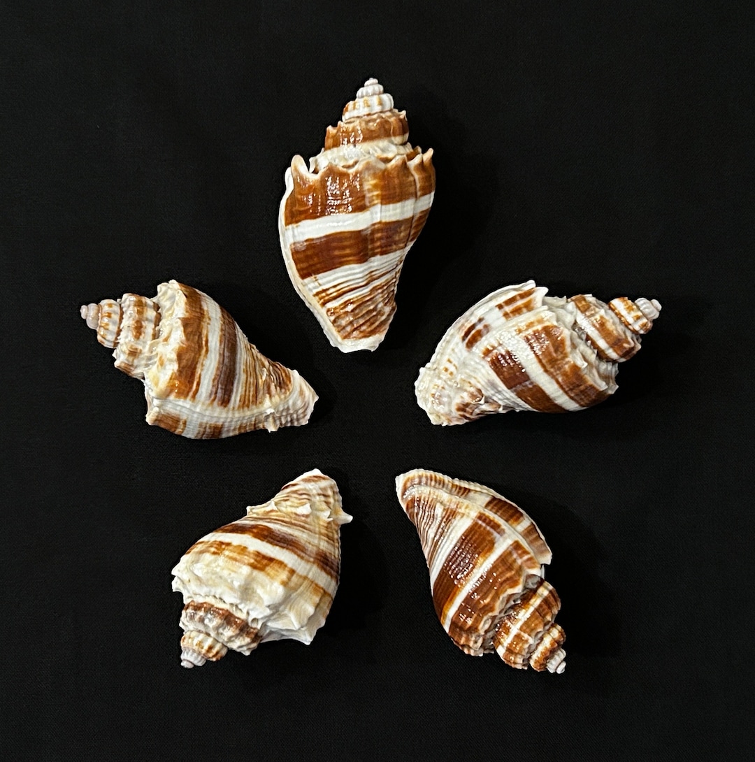 5 Medium/large KING CROWN CONCHS Lot#1 - Etsy