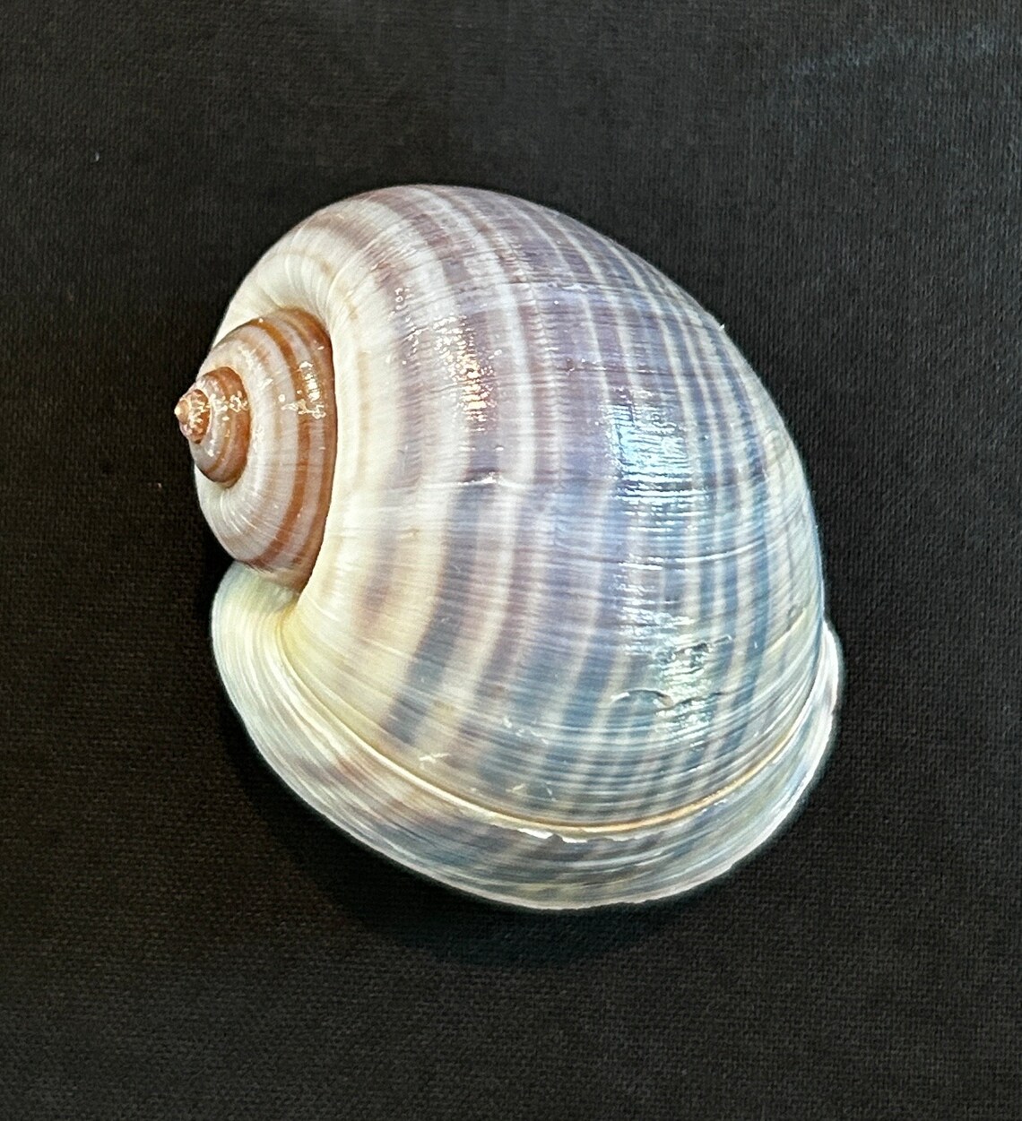 5 SMALL Empty APPLE SNAIL Shells Lot6 - Etsy