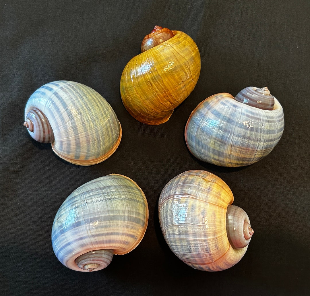 5 JUMBO Empty APPLE SNAIL Shells Lot2 - Etsy
