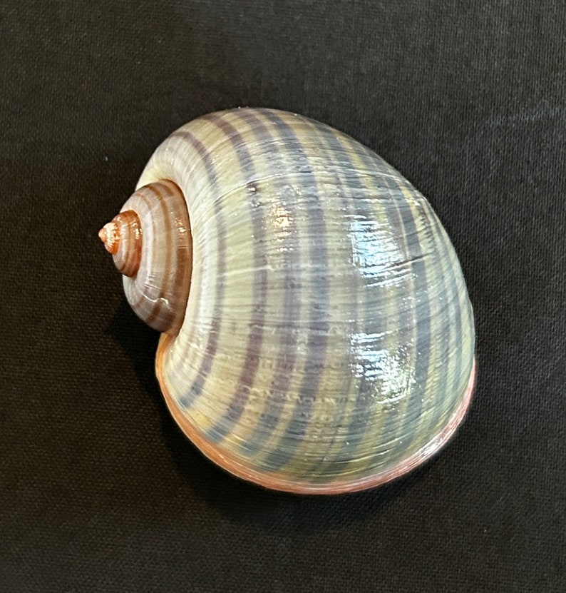 5 SMALL Empty APPLE SNAIL Shells Lot6 - Etsy