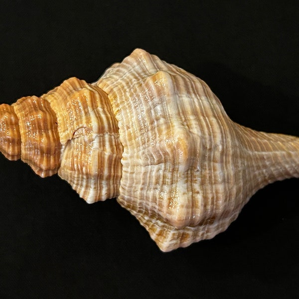 Horse Conch - Etsy