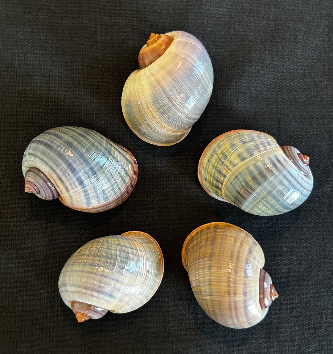 5 MEDIUM Empty APPLE SNAIL Shells Lot7 - Etsy