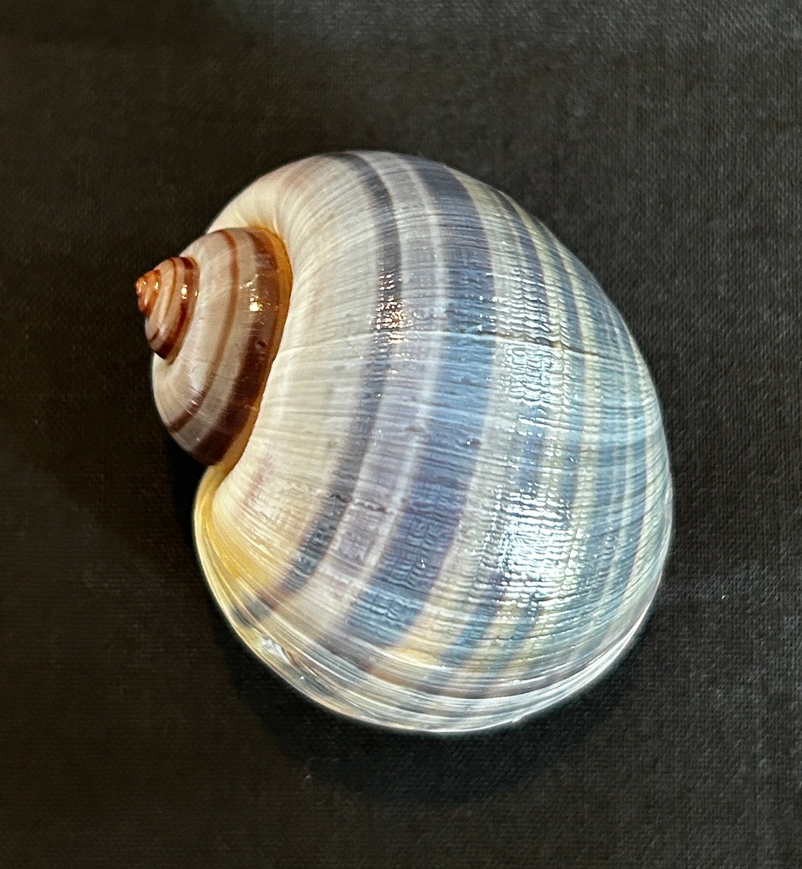 5 SMALL Empty APPLE SNAIL Shells Lot6 - Etsy