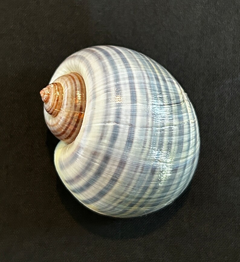 5 SMALL Empty APPLE SNAIL Shells Lot6 - Etsy