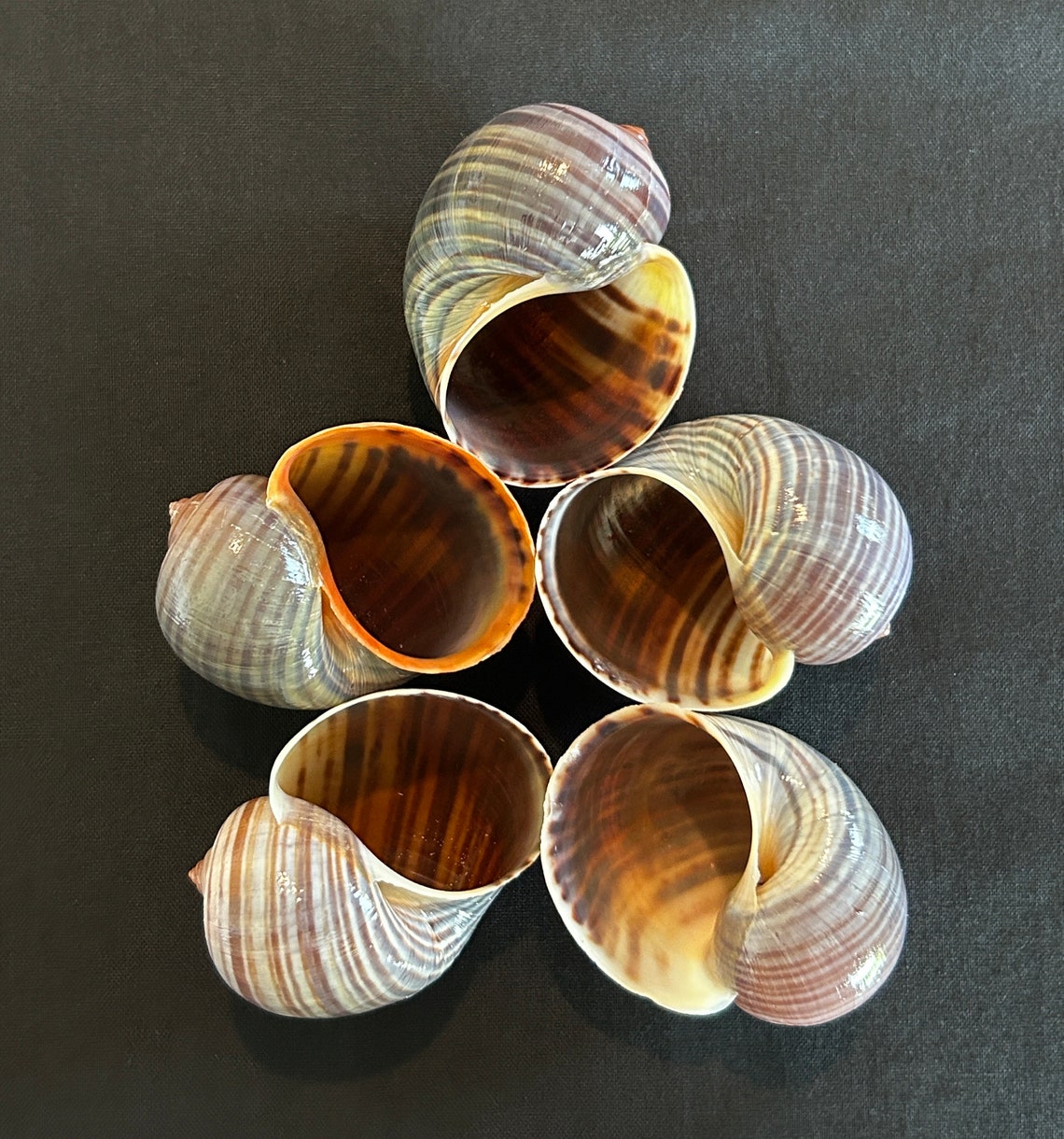 5 SMALL Empty APPLE SNAIL Shells Lot6 - Etsy