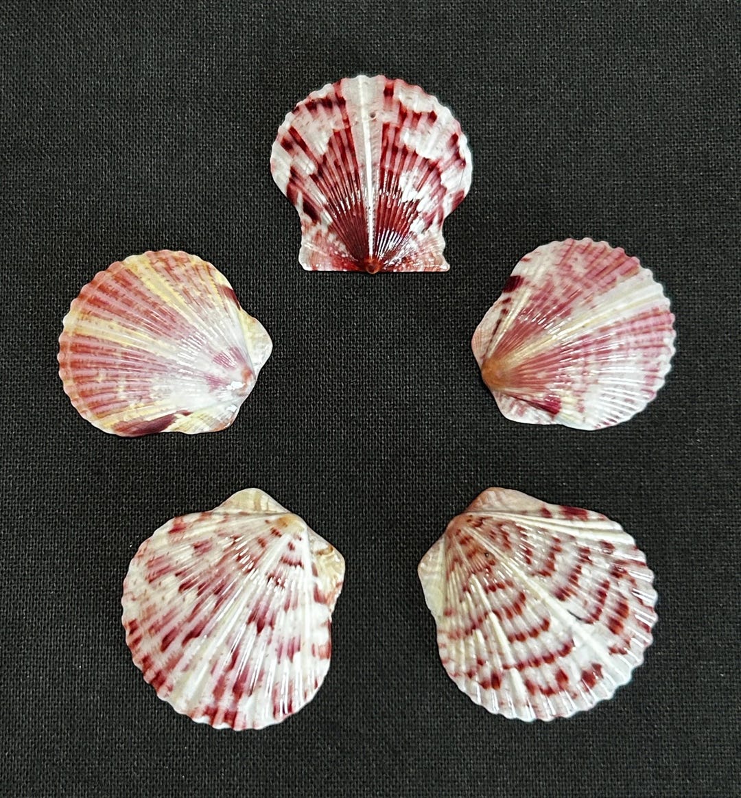 5 PURPLE/LAVENDER Sunrise Calico SCALLOPS Lot#1 - Etsy