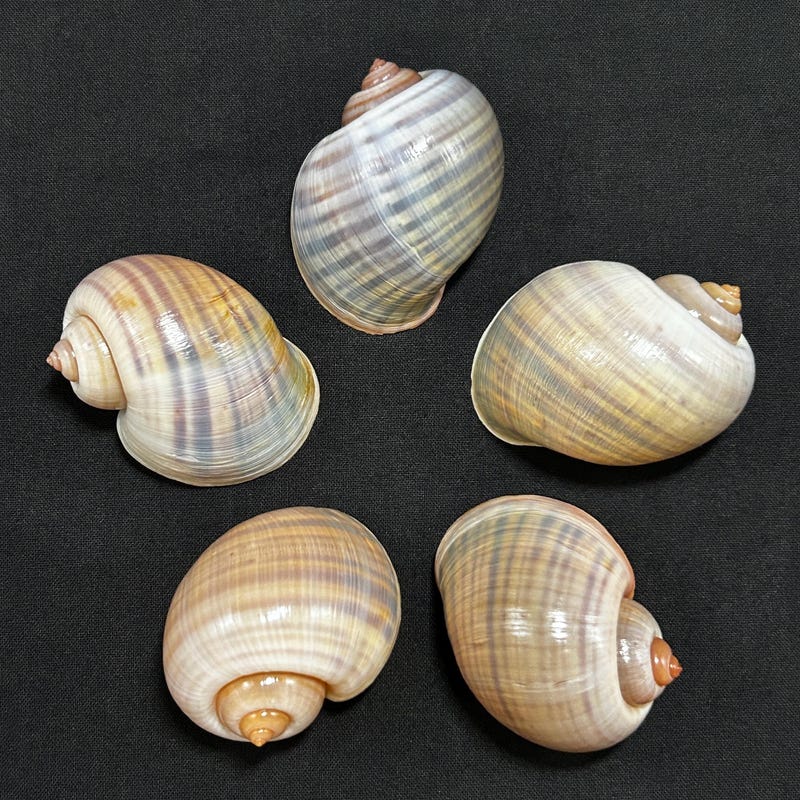 Apple Snail Shell - Etsy