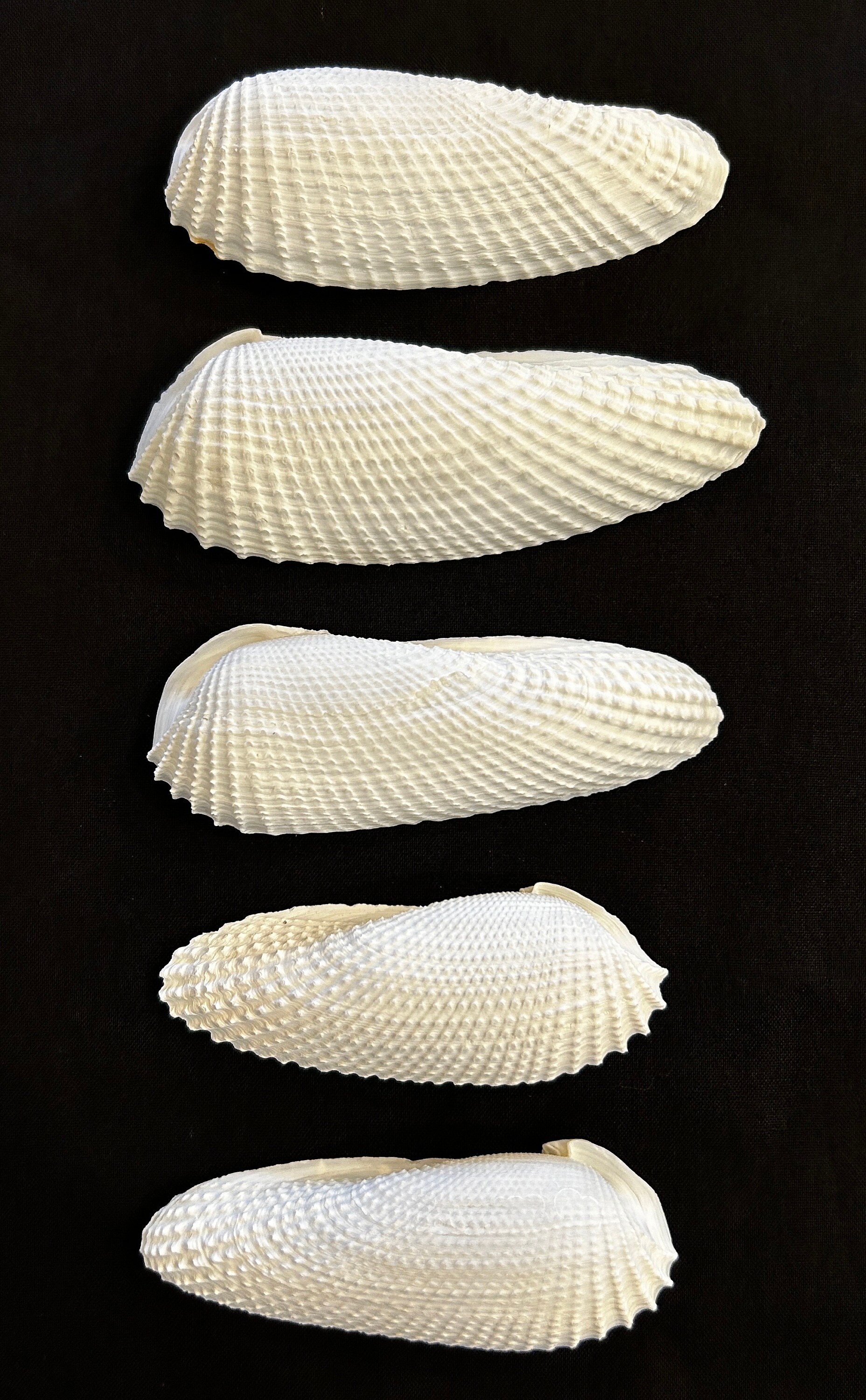 5 MEDIUM ANGEL WINGS Lot1 - Etsy