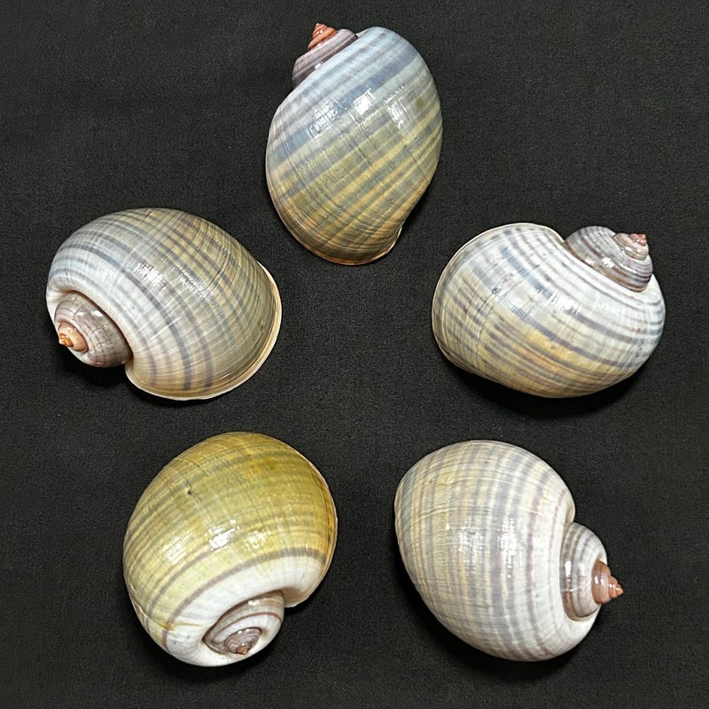 Apple Snail Shell - Etsy