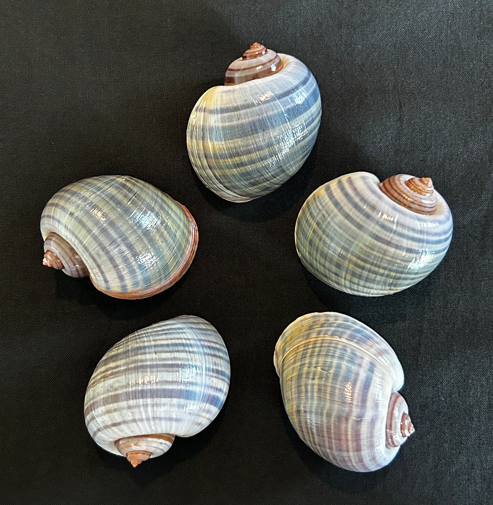 5 SMALL Empty APPLE SNAIL Shells Lot6 - Etsy