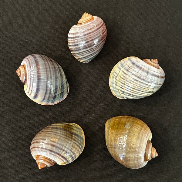 Apple Snail Shell - Etsy