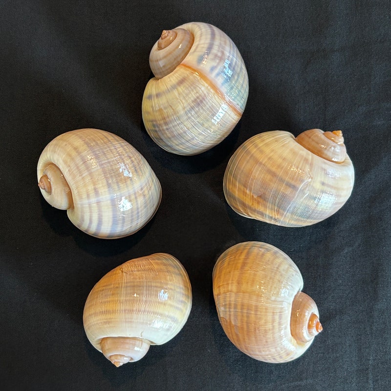 Apple Snail Shell - Etsy