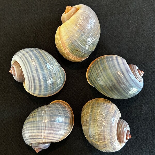 Apple Snail Shell - Etsy