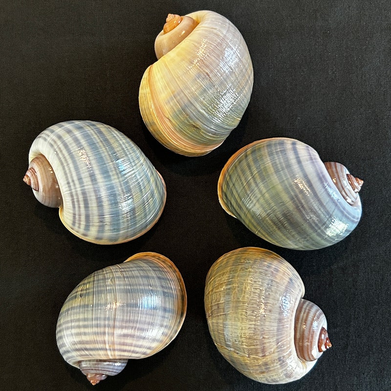 Apple Snail Shell - Etsy