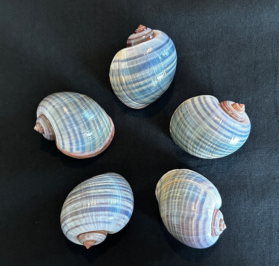 5 SMALL Empty APPLE SNAIL Shells Lot6 - Etsy