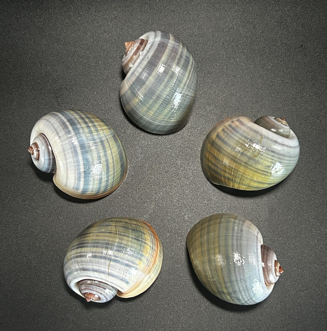 5 LARGE Empty APPLE SNAIL Shells Lot#5 - Etsy