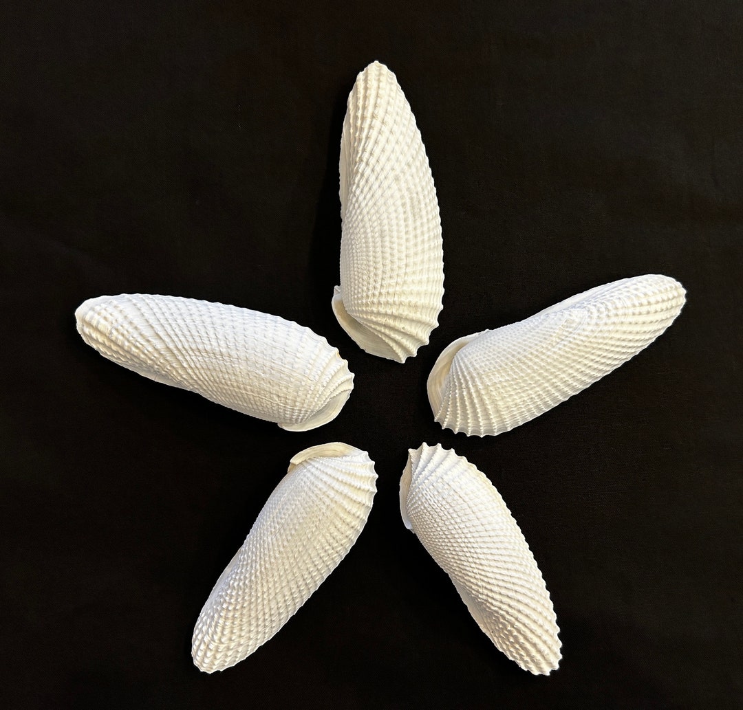 5 MEDIUM ANGEL WINGS Lot1 - Etsy