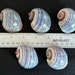 5 SMALL Empty APPLE SNAIL Shells Lot6 - Etsy