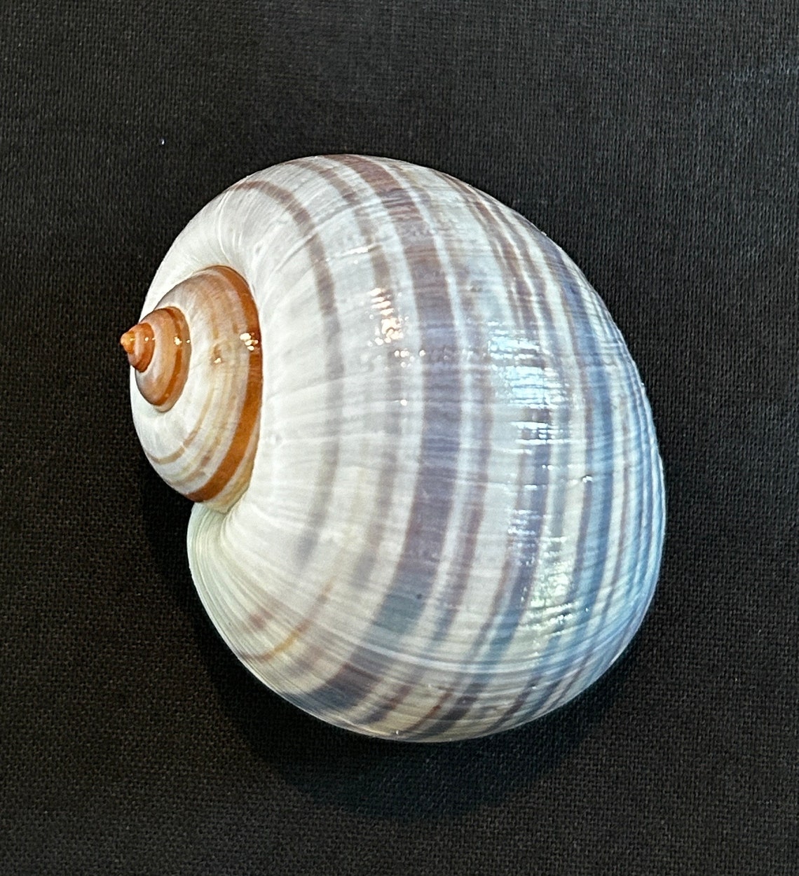 5 SMALL Empty APPLE SNAIL Shells Lot6 - Etsy