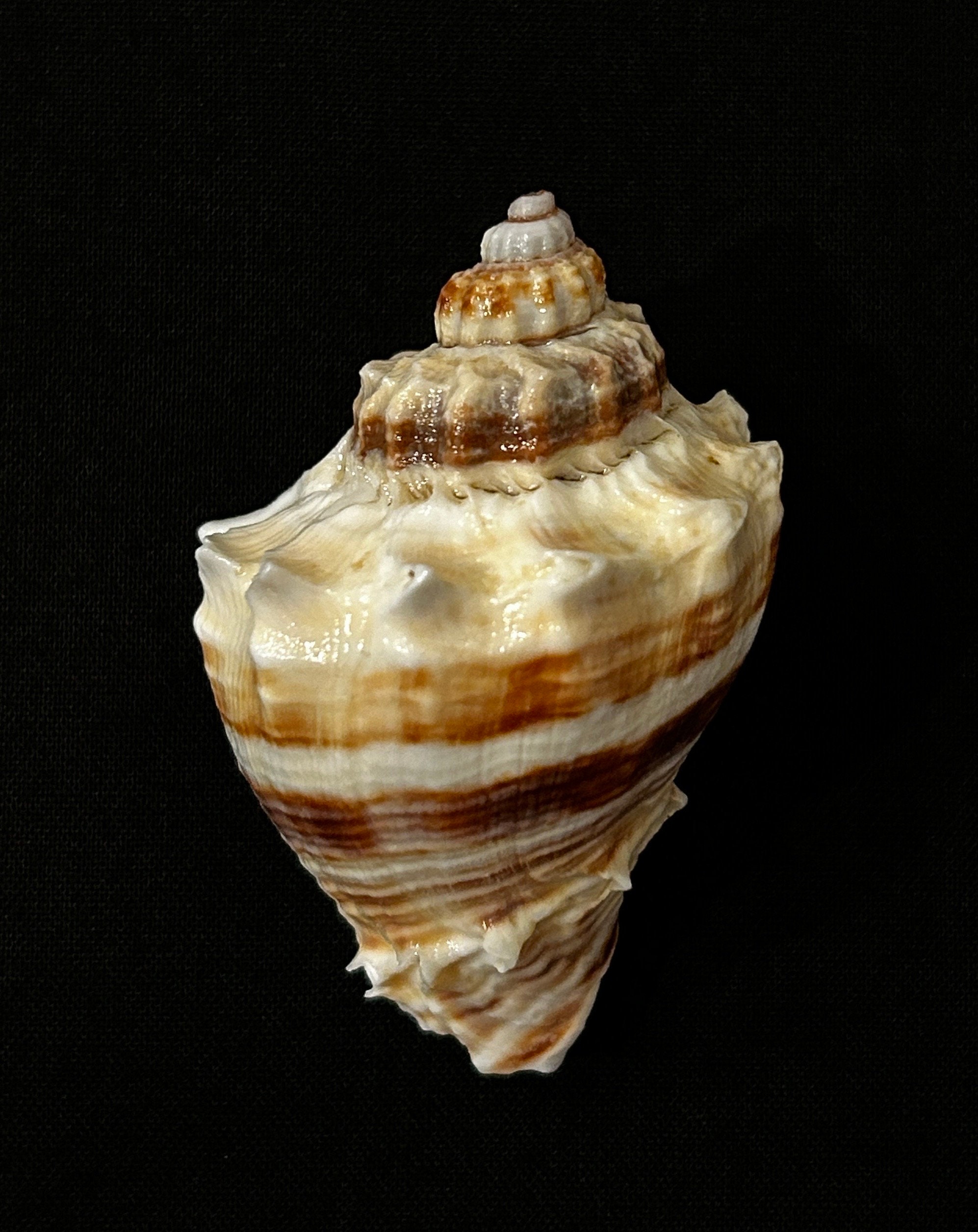 5 Medium/large KING CROWN CONCHS Lot1 - Etsy