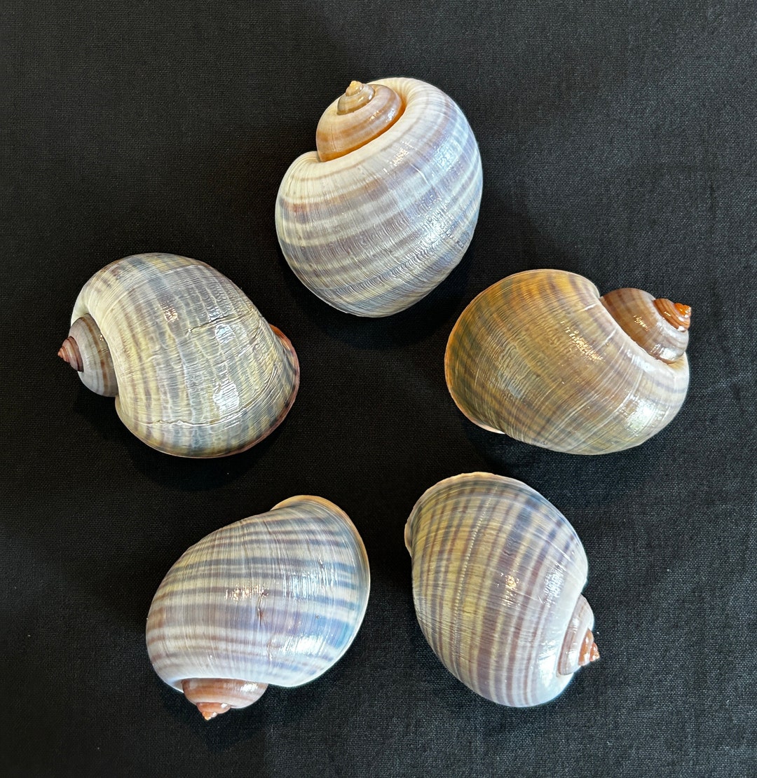 5 SMALL Empty APPLE SNAIL Shells Lot#8 - Etsy