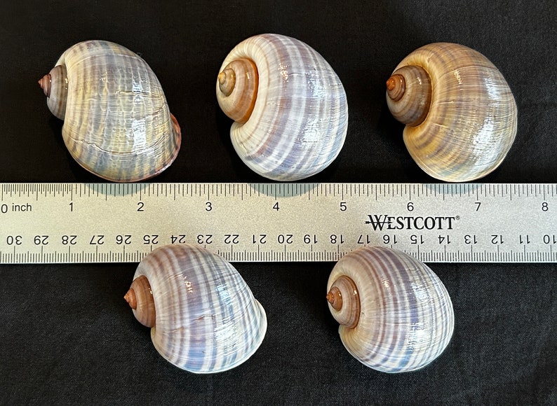 5 SMALL Empty APPLE SNAIL Shells Lot8 - Etsy