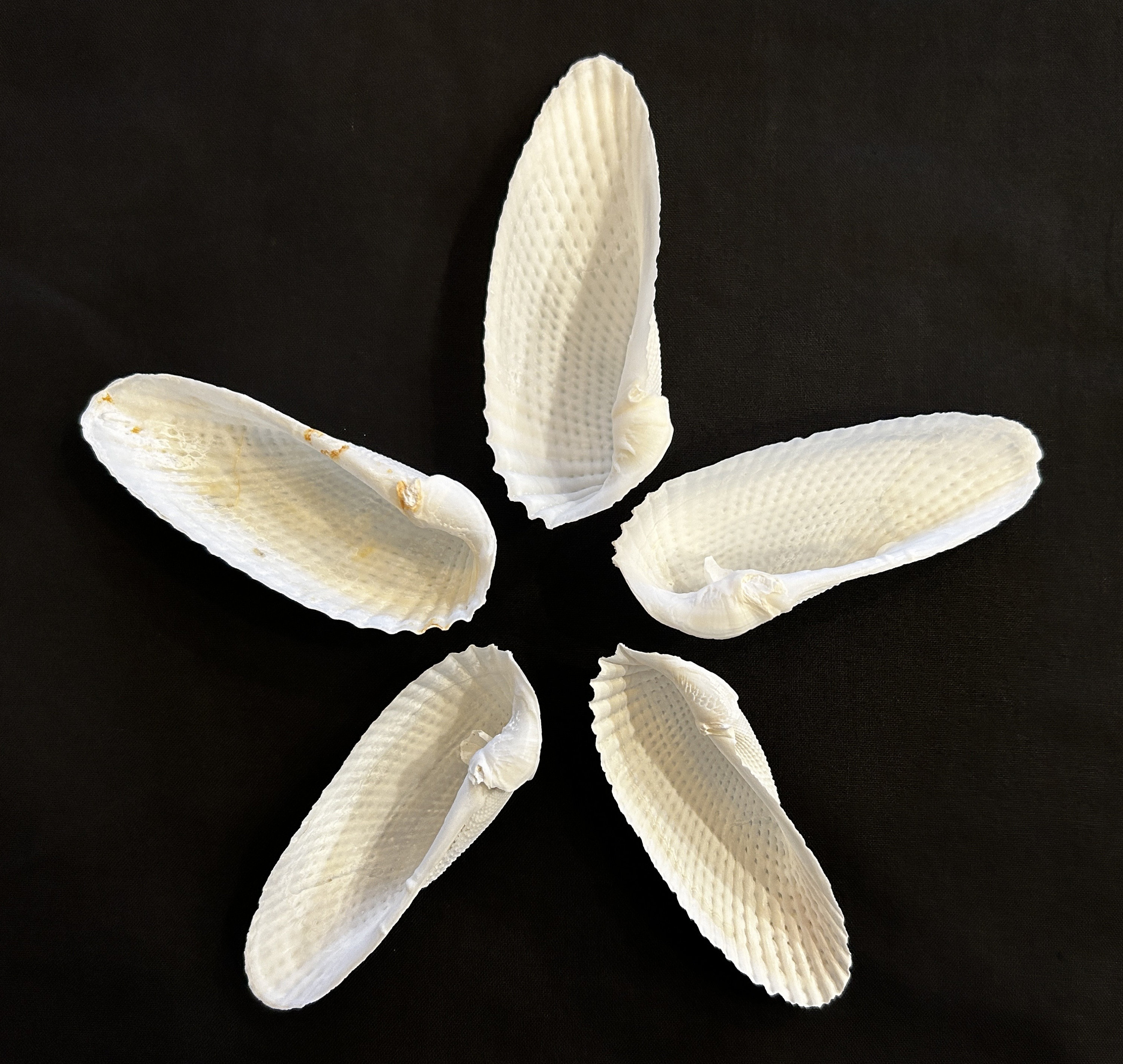 5 MEDIUM ANGEL WINGS Lot1 - Etsy
