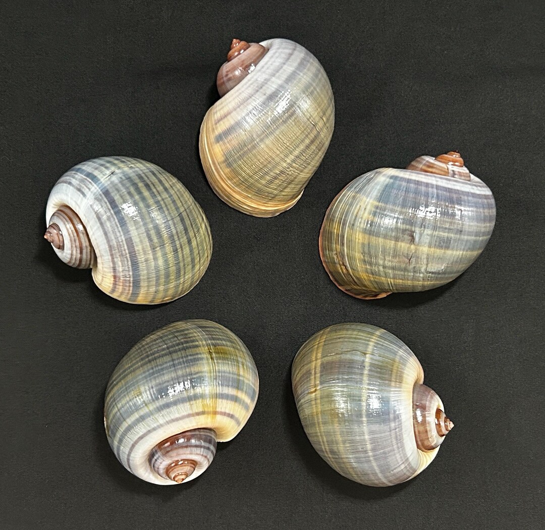 5 Extra LARGE Empty APPLE SNAIL Shells Lot#9 - Etsy