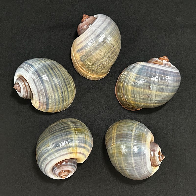 Apple Snail Shell - Etsy