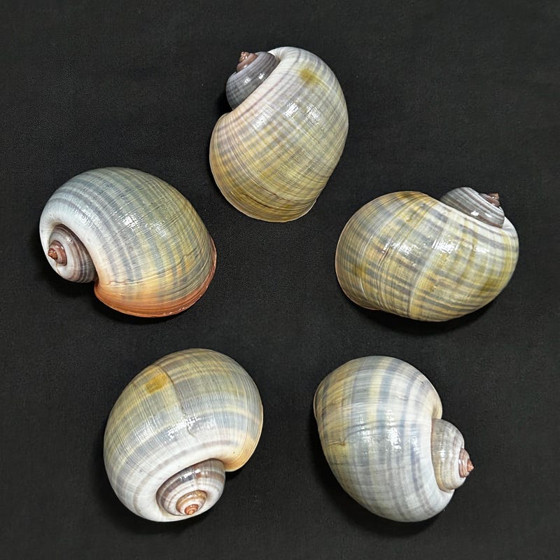Apple Snail Shell - Etsy