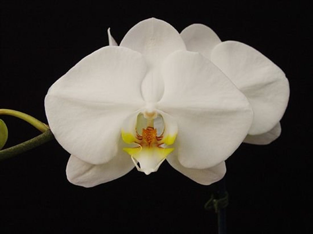 Phal. Sogo Yukidian 'V3 White Dream' - Etsy
