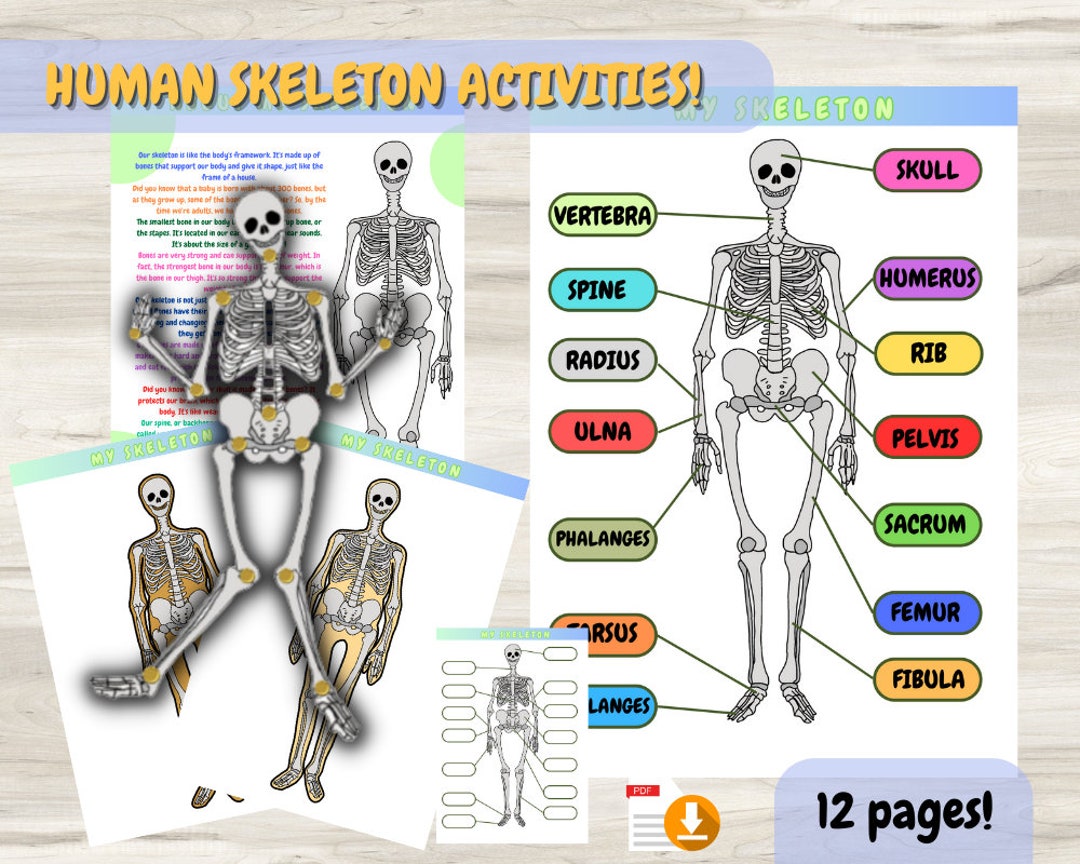 Realistic Human Skeleton Busy Book Page, Printable Montessori Materials ...