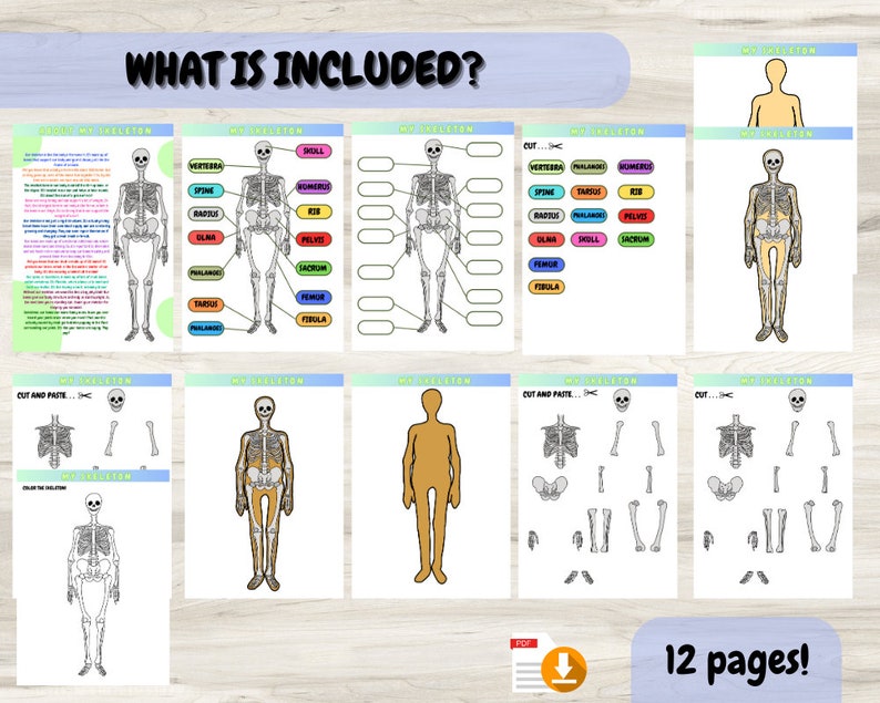 Realistic Human Skeleton Busy Book Page, Printable Montessori Materials ...