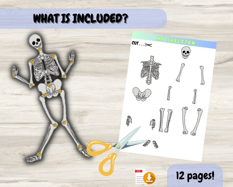 Realistic Human Skeleton Busy Book Page, Printable Montessori Materials ...