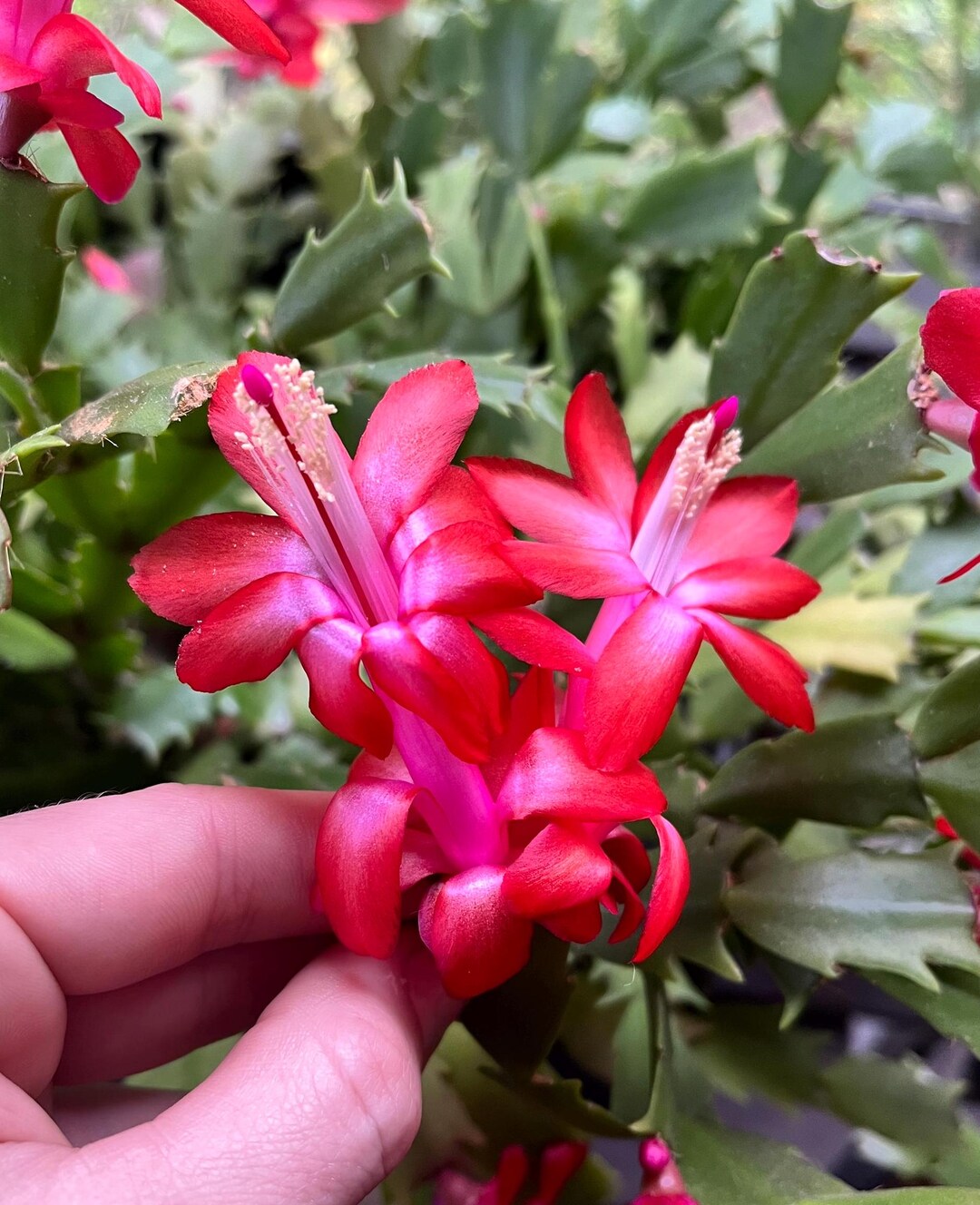 Rooted Holiday Cactus Cutting | "fuchsia Red" | Schlumbergera Plant - Etsy