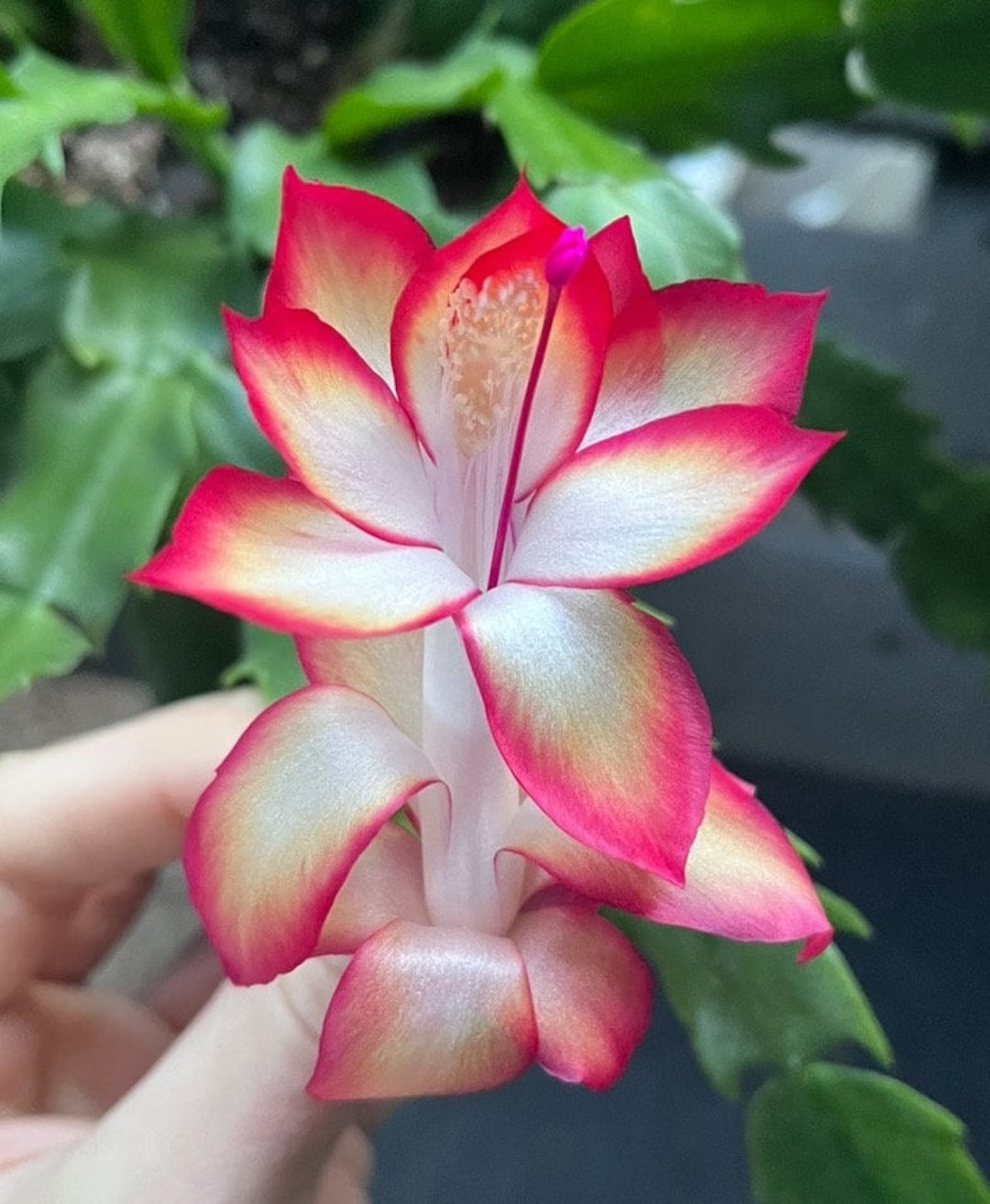 Rare Holiday Cactus samba Brazil Cuttings Christmas Cactus Thanksgiving ...