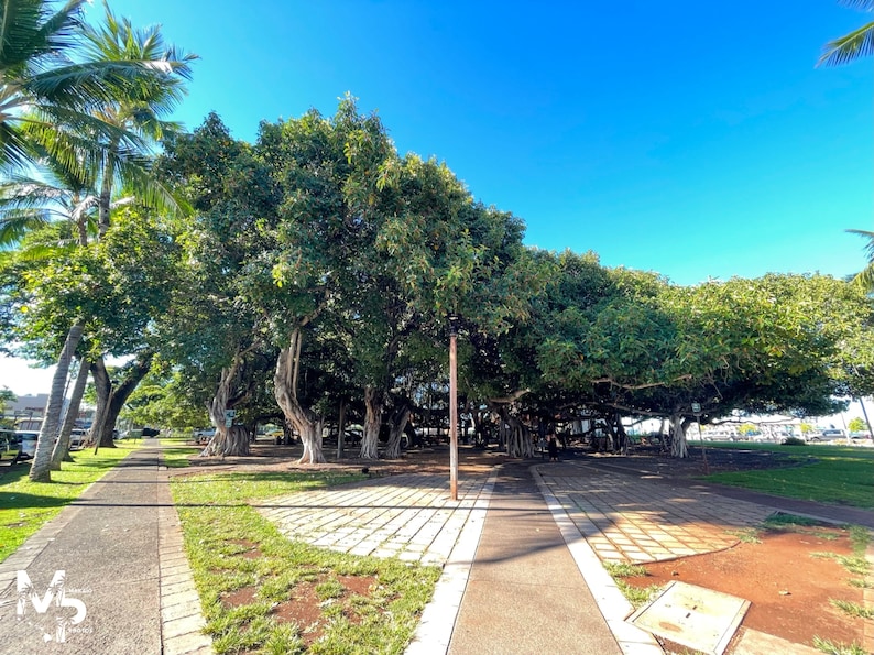 Lahaina - Banyan Tree - Etsy