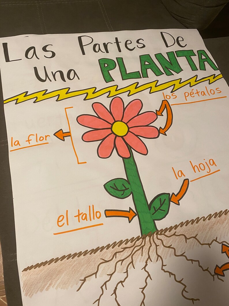 Las Partes De Una Planta Anchor Chart parts of a Plant Anchor Chart ...
