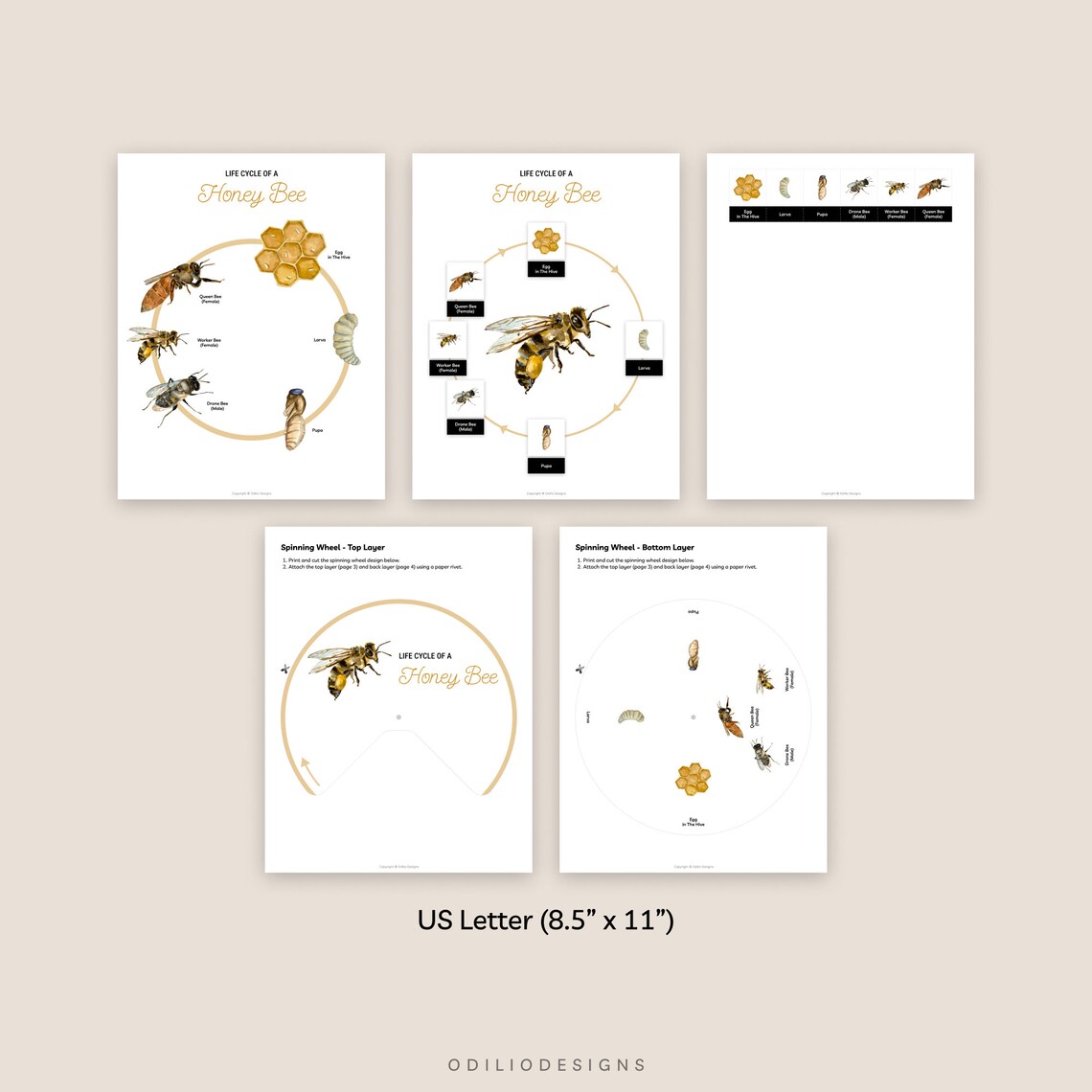 Honey Bee Life Cycle Printable Poster & Puzzle Busy Book Worksheet for ...