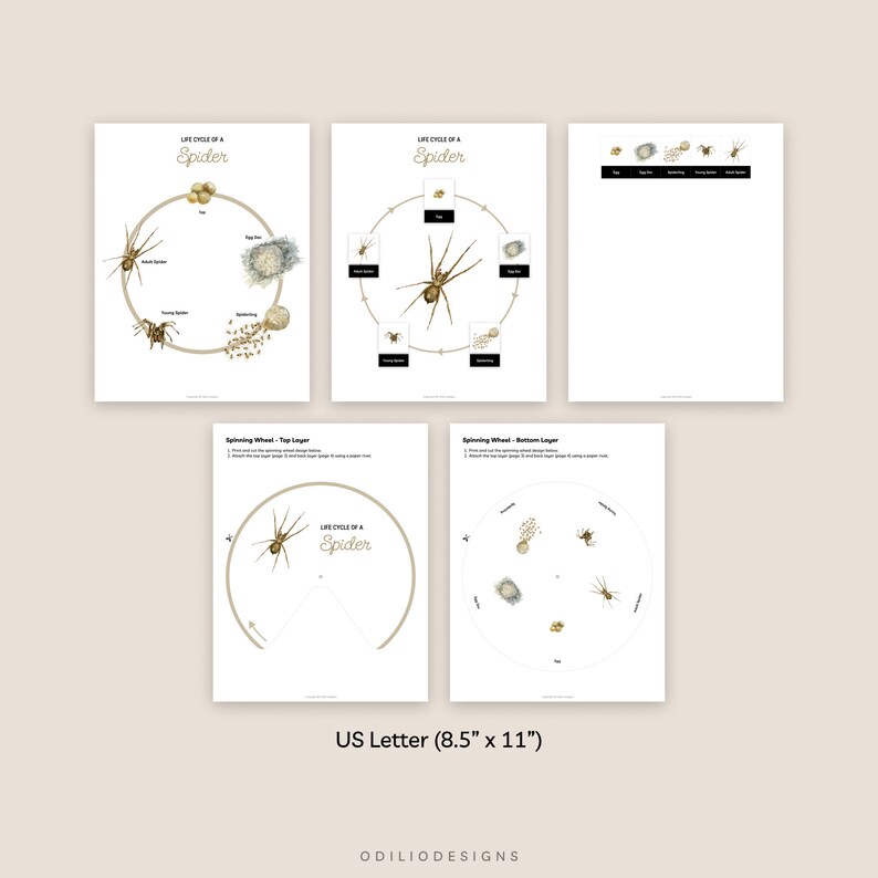 Spider Life Cycle Printable Poster & Puzzle Busy Book Worksheet for ...